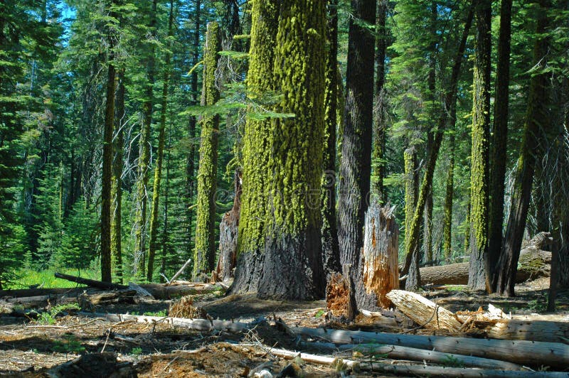 Secoya tree stock image. Image of trunk, sequoia, obsolete - 13021991