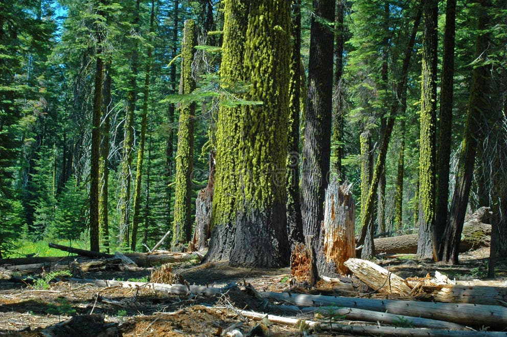 Secoya tree stock image. Image of trunk, sequoia, obsolete - 13021991