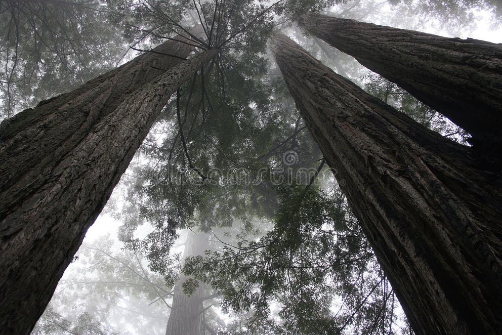 Secoya trees-1 foto de archivo. Imagen de alza, masivo - 25872326