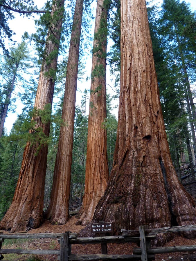 Secoya gigante foto de archivo. Imagen de secoya, gigante - 11925706