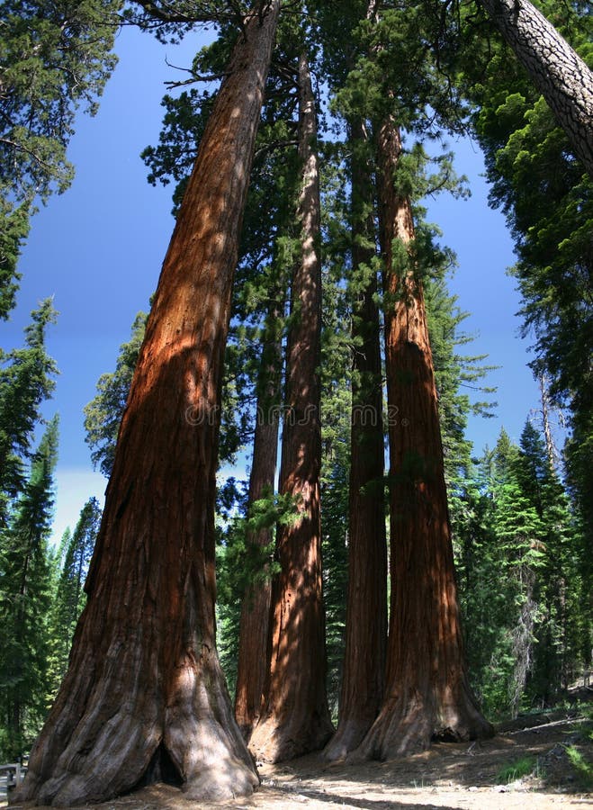 Los árboles Grandes Nevados De La Secoya De La Secoya Llamaron a Las ...