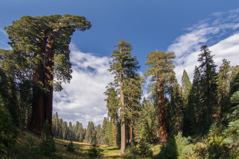 Secoyas Gigantes Del Parque Nacional De Secoya Imagen de archivo ...