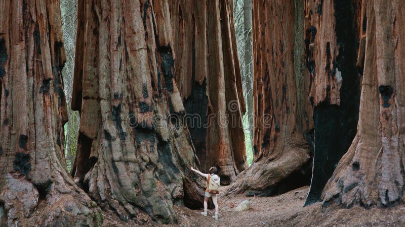 Secoyas Gigantes En El Parque Nacional De Secoya Imagen de archivo ...