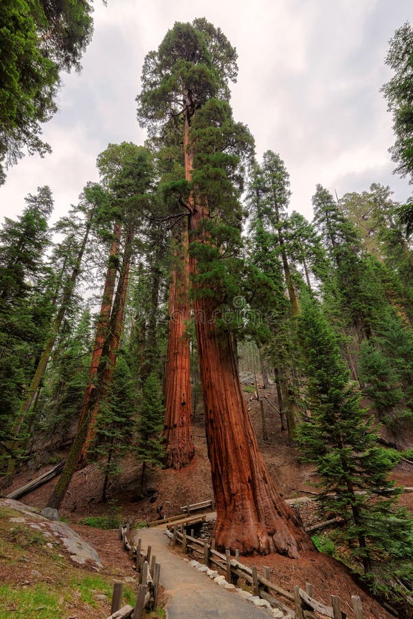 Secoyas gigantes antiguas foto de archivo. Imagen de planta - 45290084