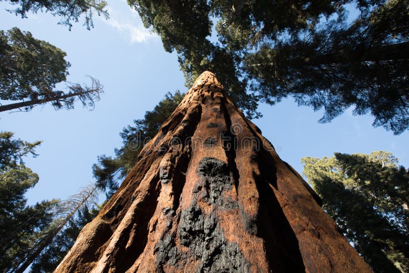 Secoyas Gigantes Nacionales De La Secoya Foto de archivo - Imagen de ...