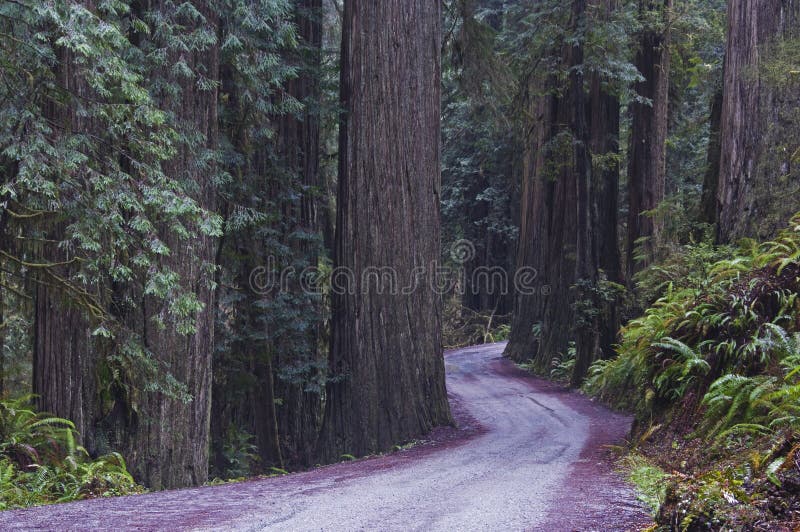 Secoyas, Parque Nacional De La Secoya. Foto de archivo - Imagen de ...
