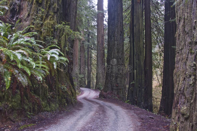 Secoya de California imagen de archivo. Imagen de parque - 33059