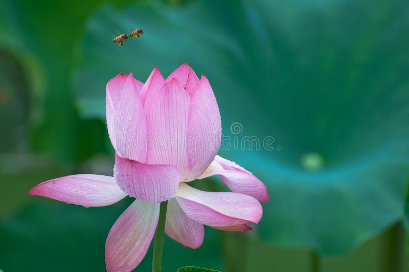 Lotus and bee stock photo. Image of elegance, collect - 37662682