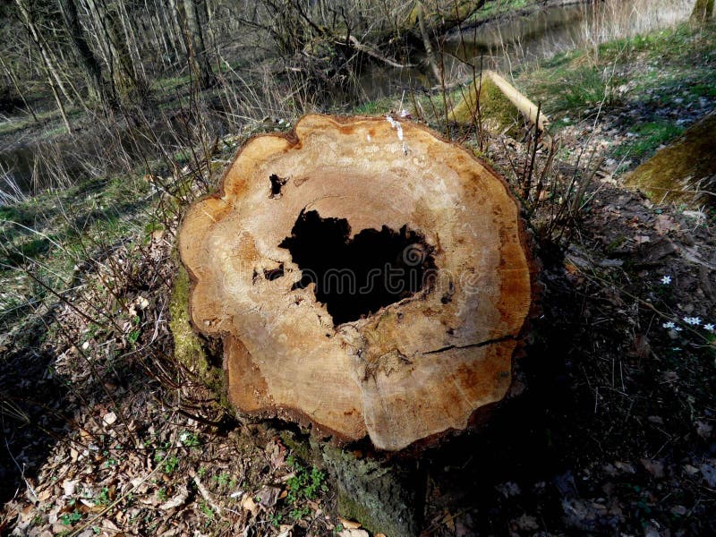 The Secret of the Cutted Tree Stock Image - Image of secret, black ...