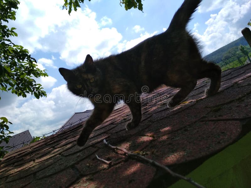 Secret dark cat stock photo. Image of tree, mysterious - 212831828