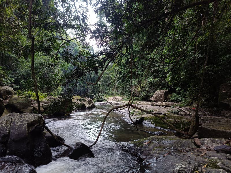 Secret Flow: Hidden River in the Forest Stock Photo - Image of flow ...