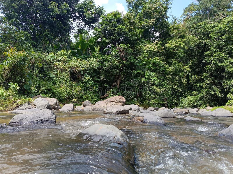 Secret Flow: Hidden River in the Forest Stock Image - Image of woodland ...