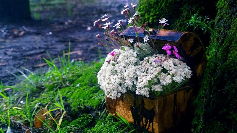 The secret forest stock image. Image of grass, coffer - 67989293