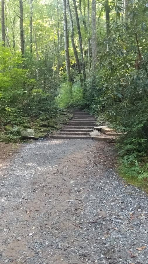 Hidden Forest Steps Secret Path Stock Image - Image of secret, steps ...