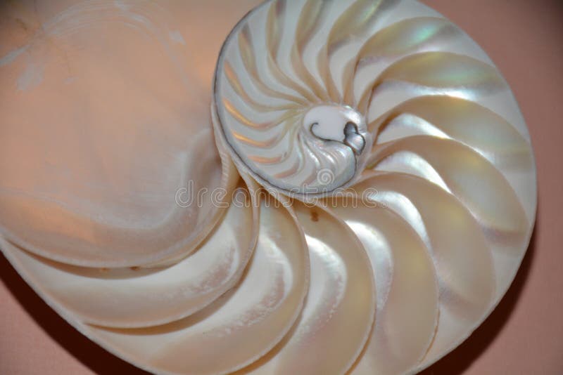 Secret inside the shell stock photo. Image of swirl - 259625938