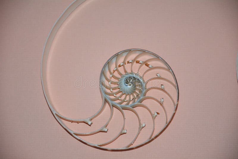 Secret inside the shell stock photo. Image of organ - 259625942