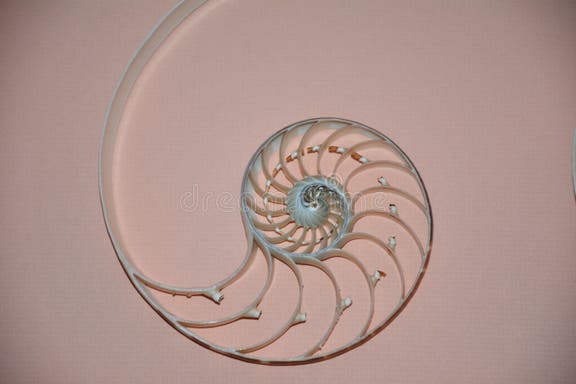 Secret inside the shell stock photo. Image of organ - 259625942