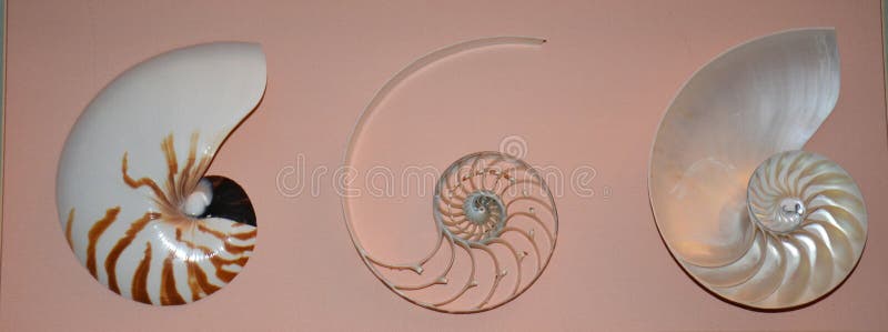 Secret inside the shell stock photo. Image of sketch - 259625946