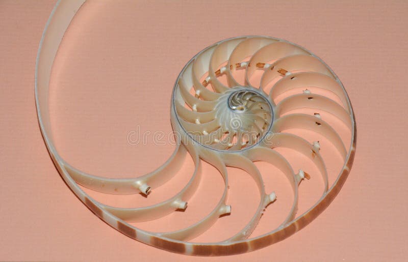 Secret inside the shell stock photo. Image of wood, carving - 259625950