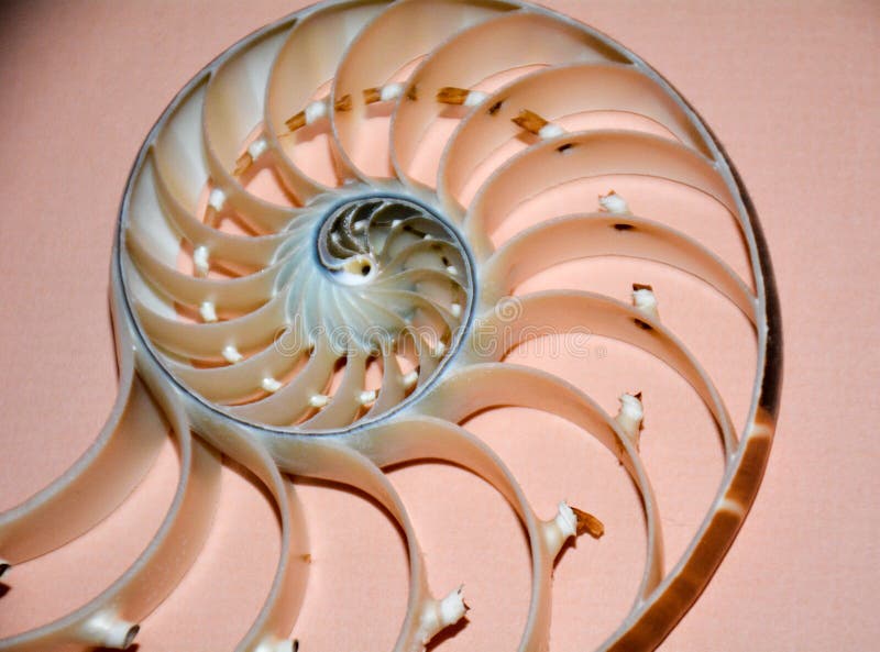 Secret inside the shell stock photo. Image of organ - 259625928