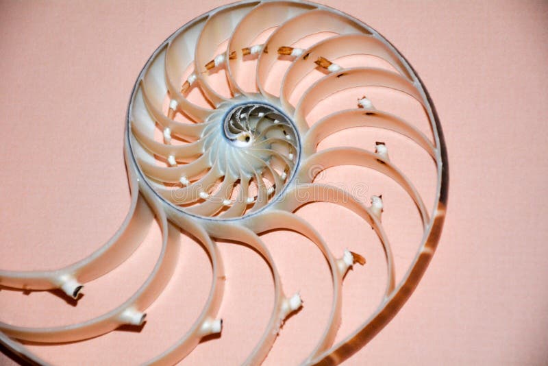 Secret inside the shell stock image. Image of light - 259625933