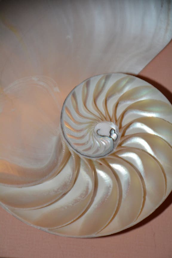 Secret inside the shell stock photo. Image of inside - 259625940