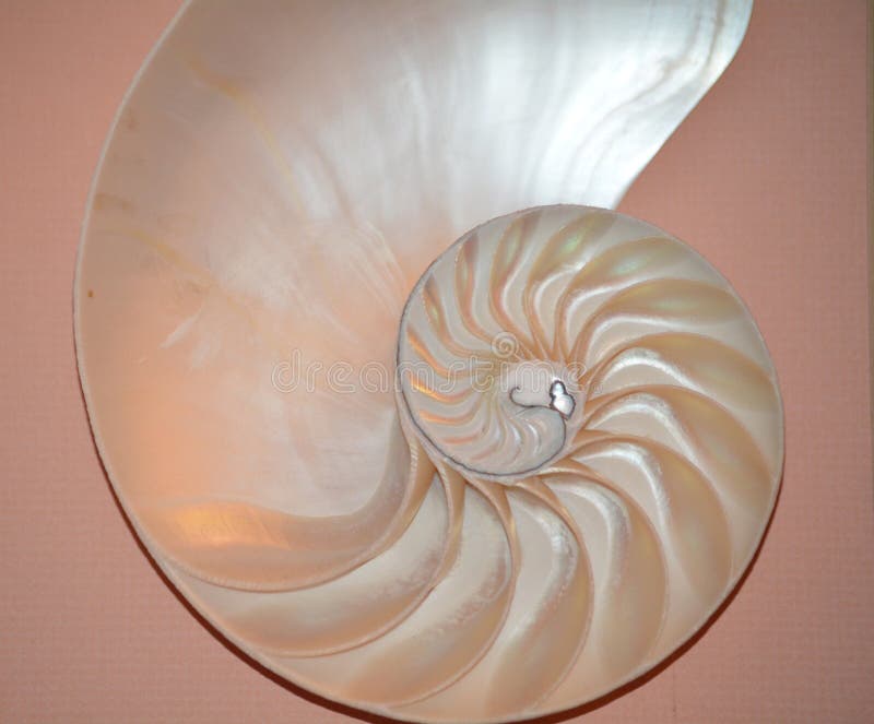 Secret inside the shell stock image. Image of sculpture - 259625955