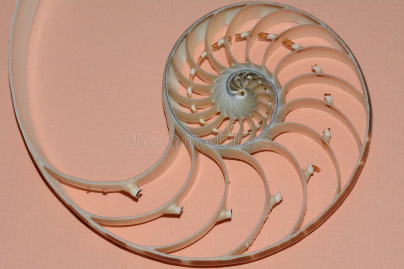 Secret inside the shell stock image. Image of font, number - 259625951