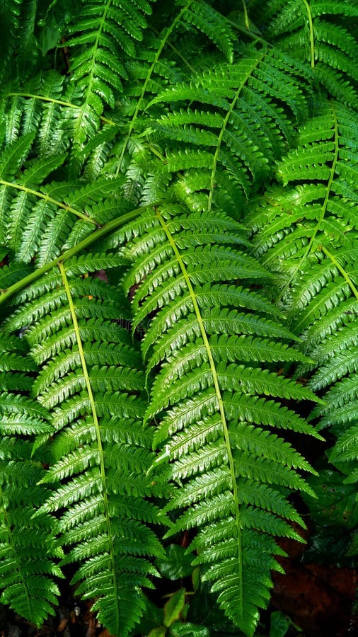 The Secret Life of Leaves: Revealing the Beauty and Complexity of ...