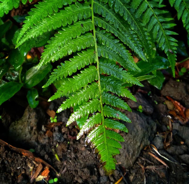 The Secret Life of Leaves: Revealing the Beauty and Complexity of ...