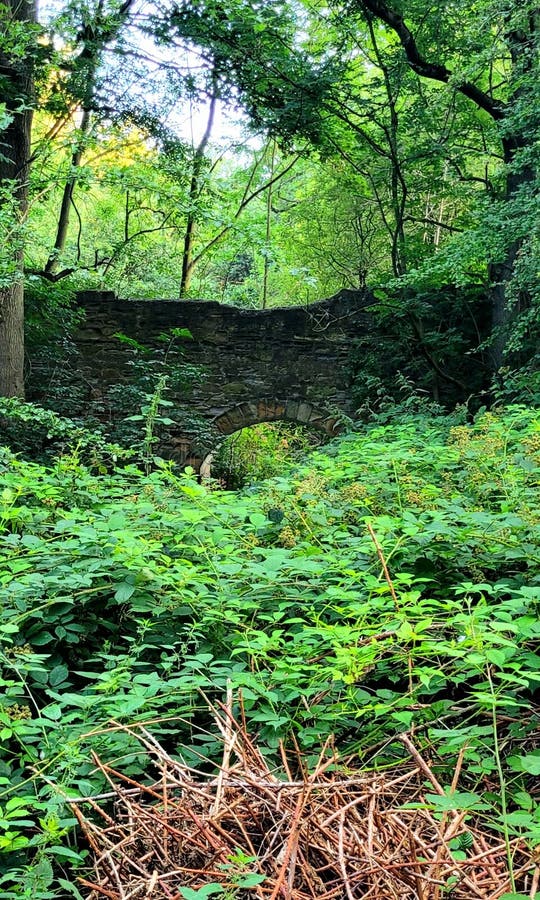 Secret Old Bridge in the Woods Stock Photo - Image of flower, bridge ...