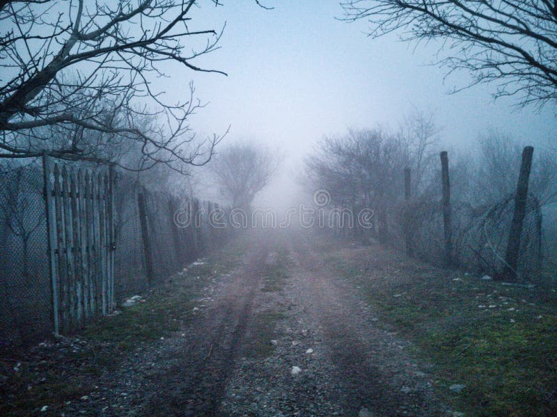 Secret Path in Forest Under the Fog Stock Image - Image of secret ...