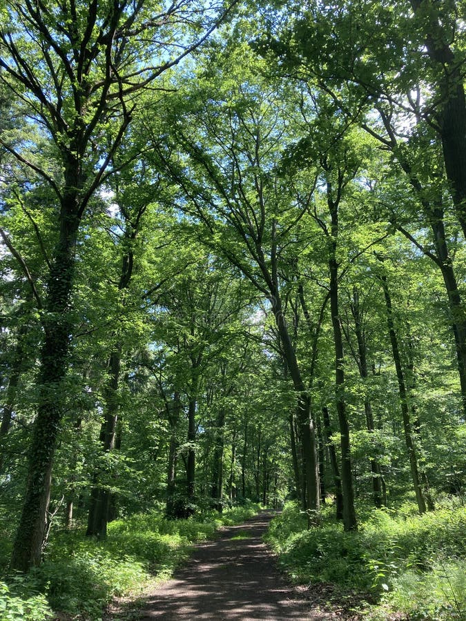 Secret Path in German Forest Stock Image - Image of forest, leaf: 222816623