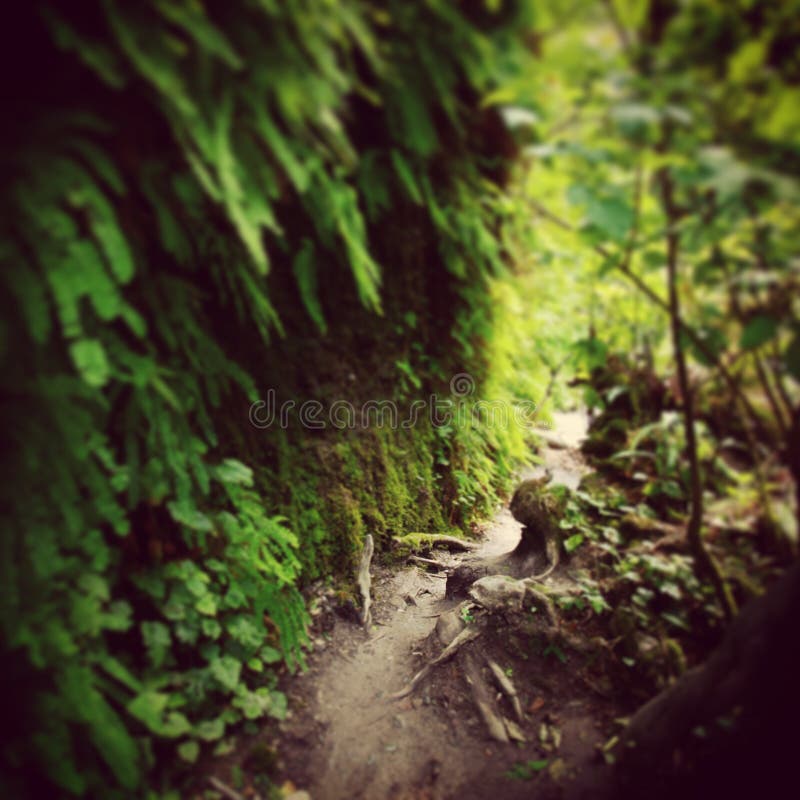 Secret path stock image. Image of path, lush, secret - 66920861