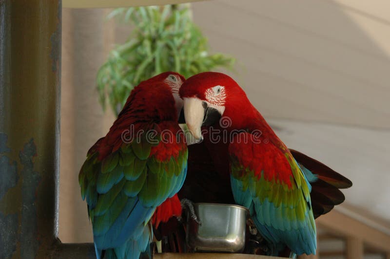 Secret Telling Birds stock photo. Image of blue, whispering - 1013674
