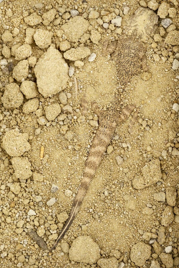Secret Toadhead Agama (Phrynocephalus Mystaceus) Stock Photo - Image of ...