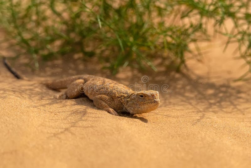 Secret Toadhead Agama or Phrynocephalus Mystaceus. Toad-headed Agama ...