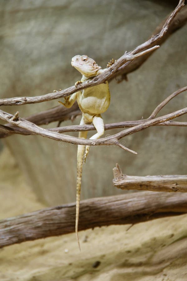 Secret Toadhead Agama (Phrynocephalus Mystaceus), Reptiles Serie Stock ...