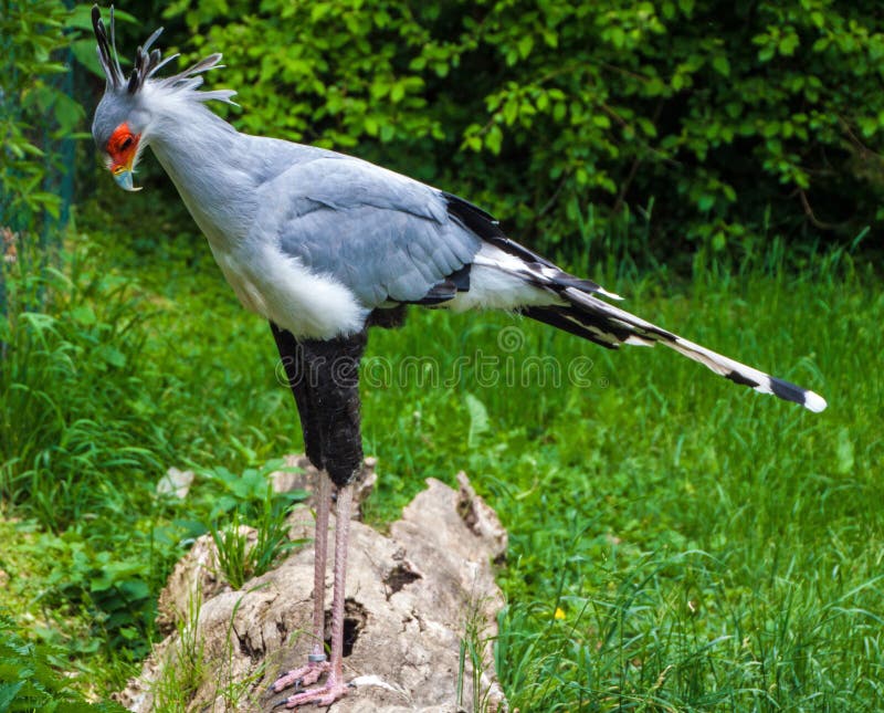 Secretaria Bird imagen de archivo. Imagen de pluma, cubo - 41302289