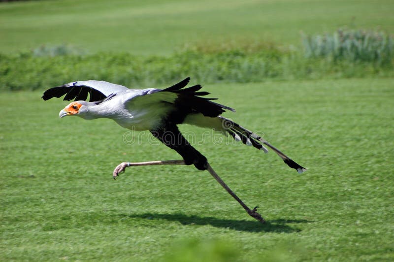 Secretary Bird stock image. Image of secretary, tail - 11970223