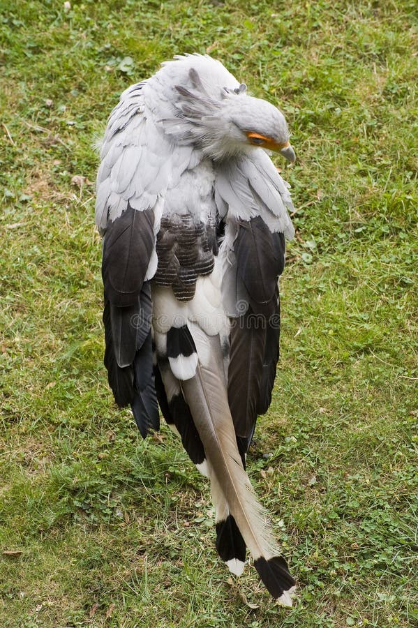 Secretary bird stock photo. Image of hunter, black, africa - 10838104
