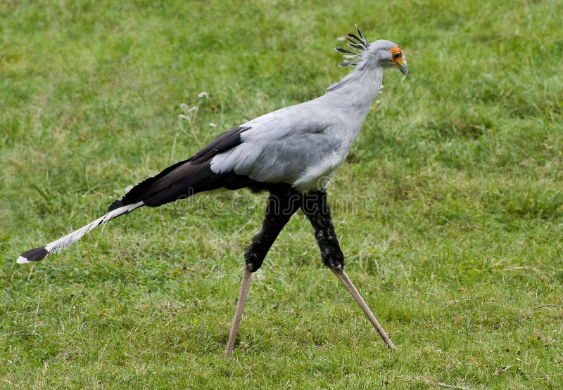 Secretary bird stock photo. Image of walker, detail, long - 20749310