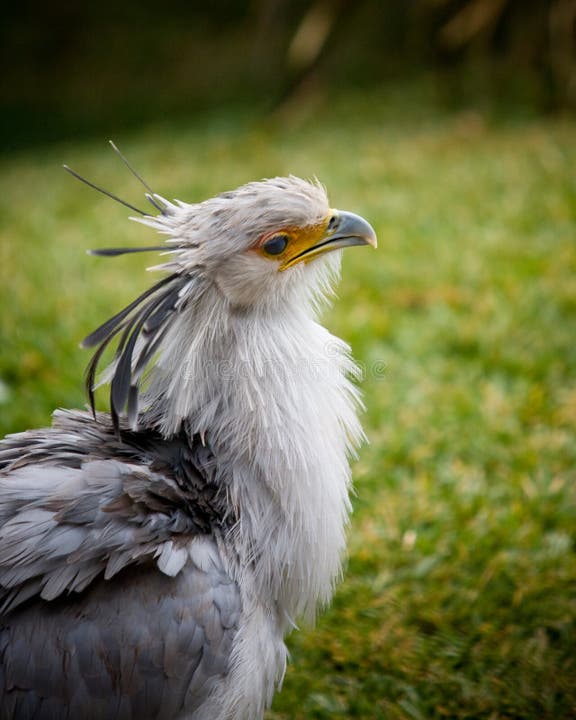 Secretary bird stock photo. Image of raptor, feather - 12076144