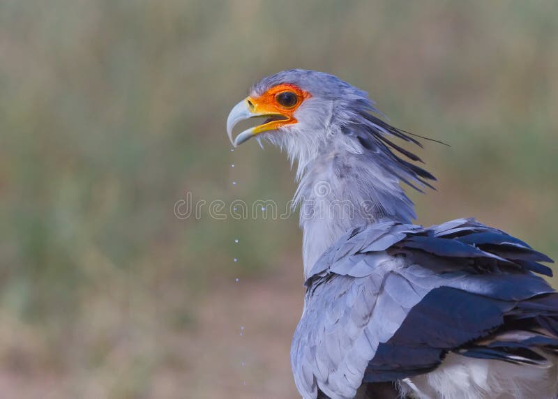 Secretary Bird stock image. Image of water, killer, birds - 14500477