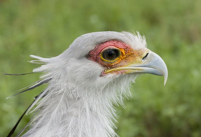 Secretary bird stock photo. Image of migratory, conservation - 19707960