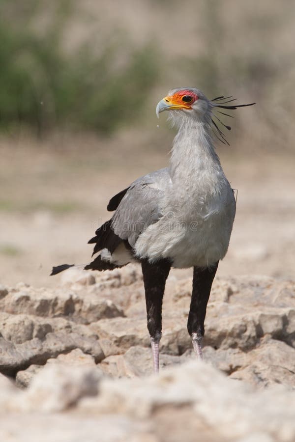Secretary bird stock photo. Image of wildlife, feathers - 22422216