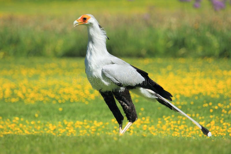 Secretary Bird stock image. Image of secretary, tail - 11970223