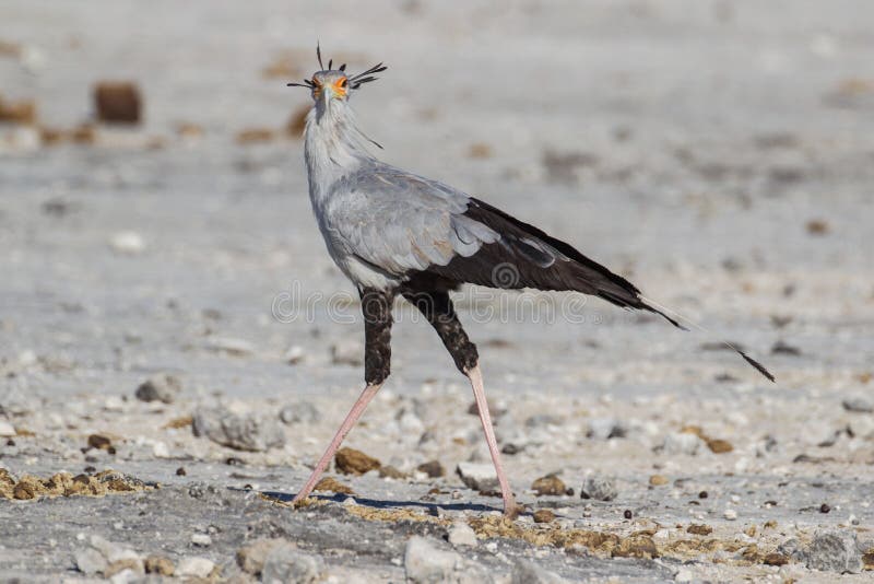 Secretary bird stock image. Image of namibia, destination - 25645615