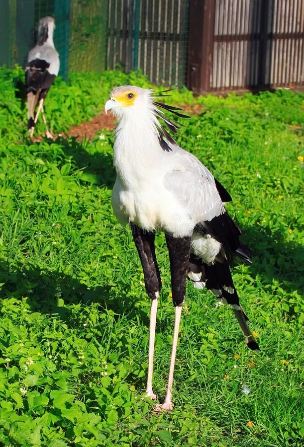 Secretary bird stock image. Image of open, predator, eyes - 26632137