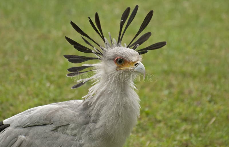 Secretary Bird stock image. Image of secretary, tail - 11970223